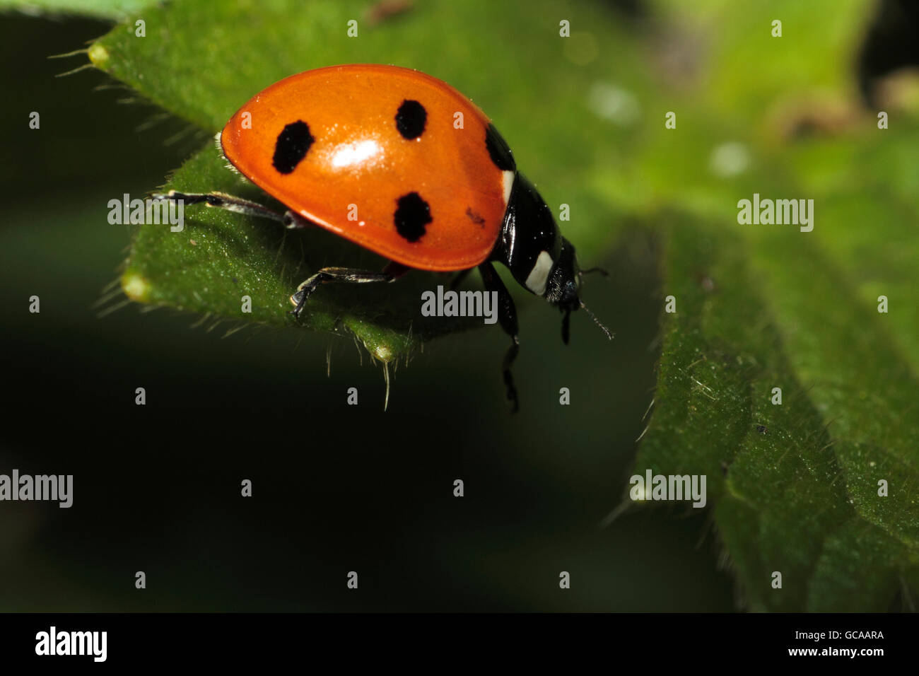 Coccinella 7 punctata hi-res stock photography and images - Alamy