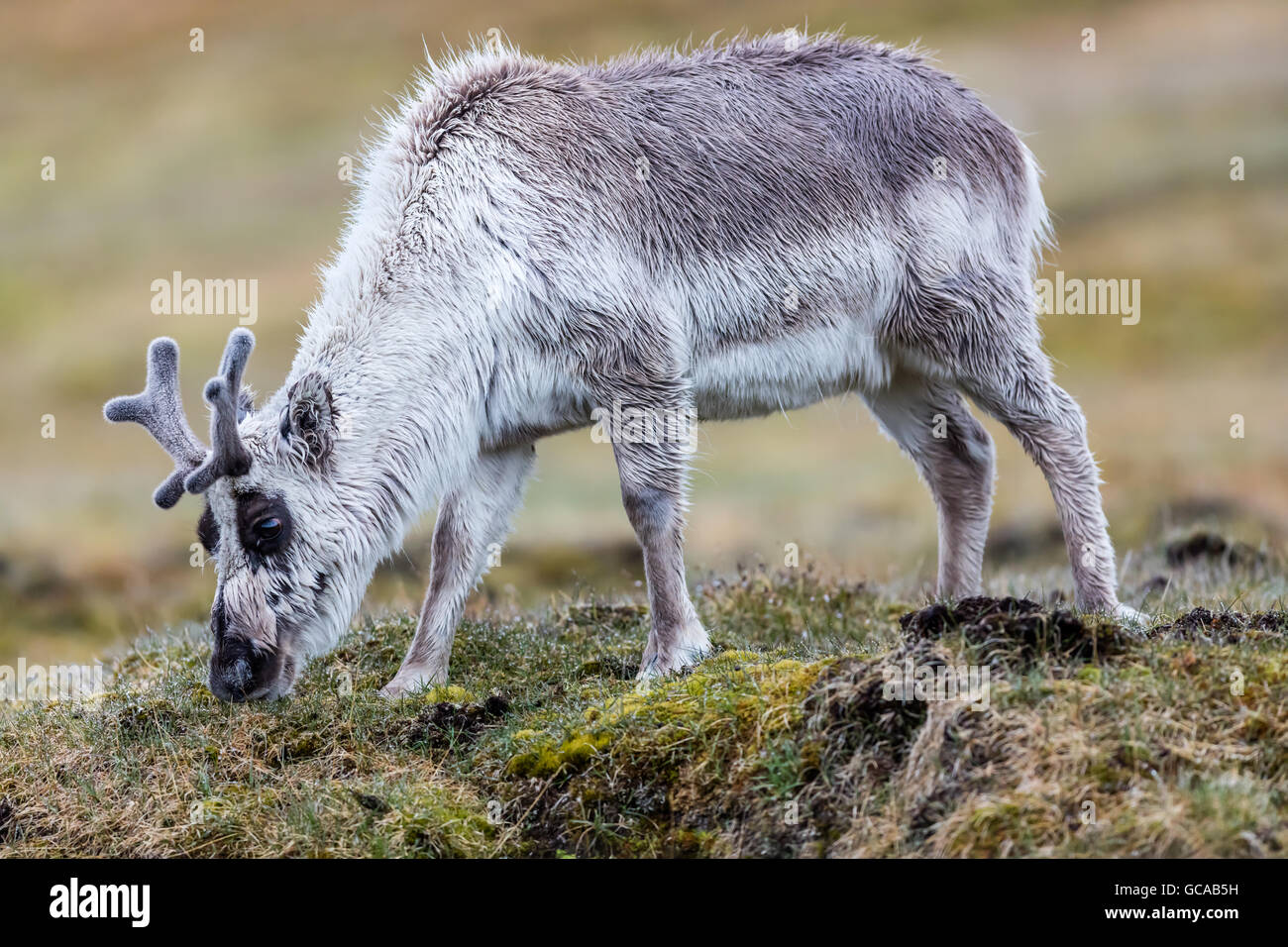 Wild tundra reindeer hi-res stock photography and images - Alamy