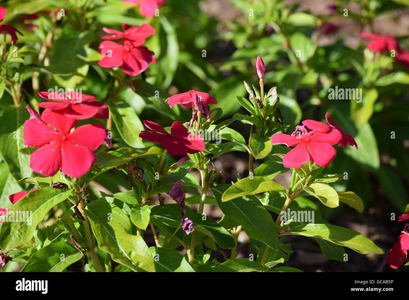 Dc flowers hi-res stock photography and images - Alamy