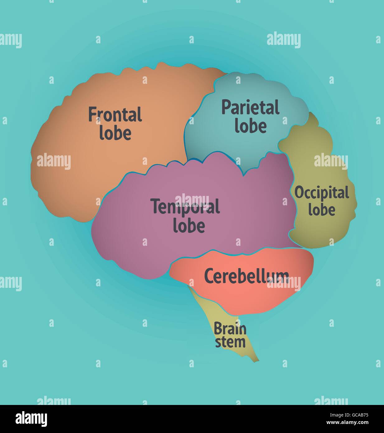 Gray matter and white matter brain hi-res stock photography and images ...