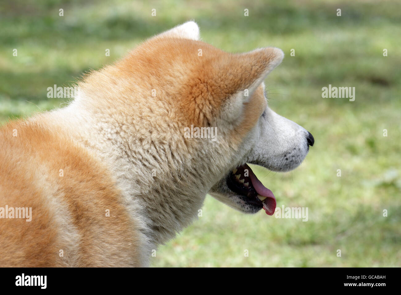 Akita Inu head closeup japanese dog Stock Photo - Alamy