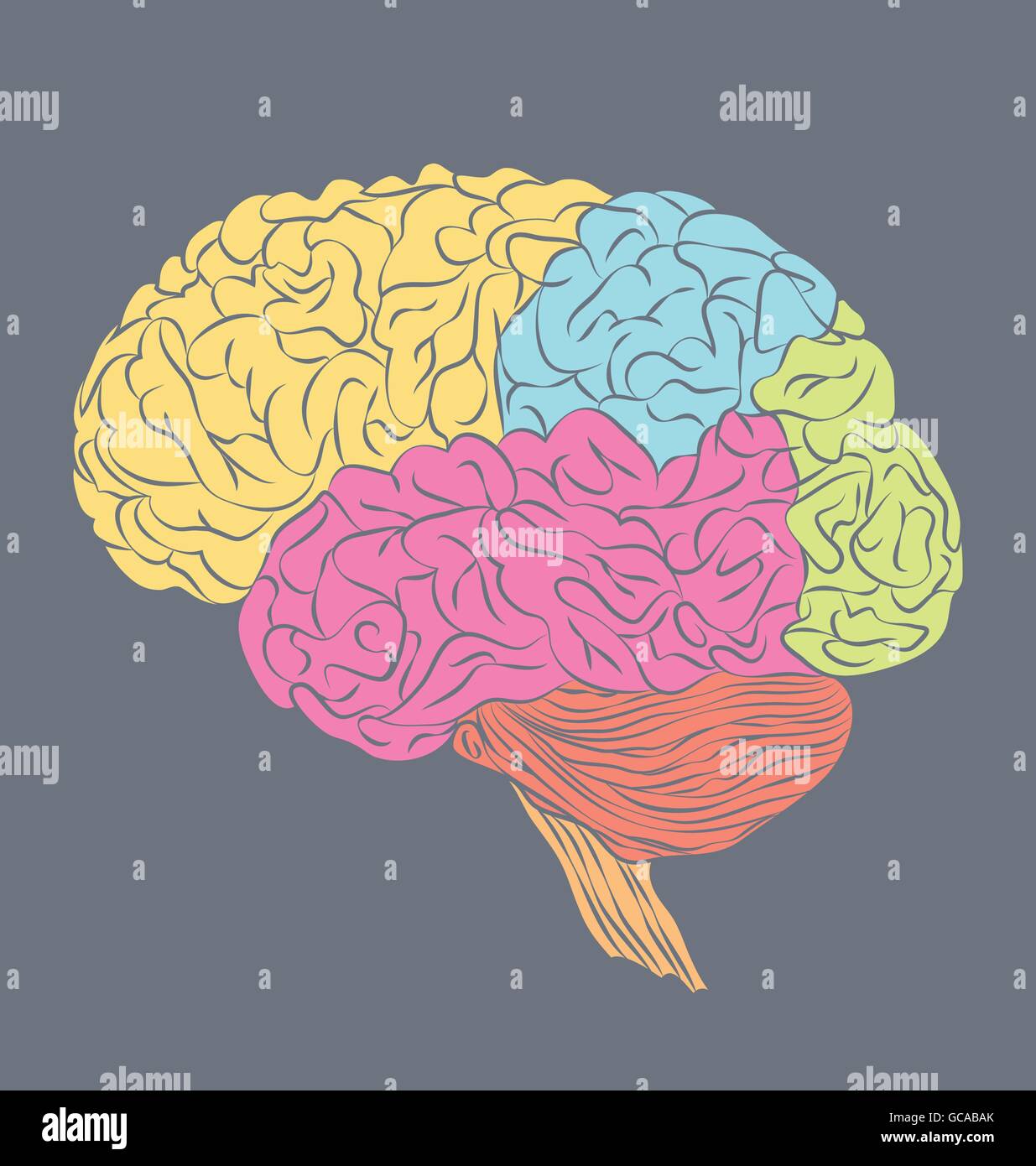 Structure of the Human Brain Stock Vector Image & Art - Alamy