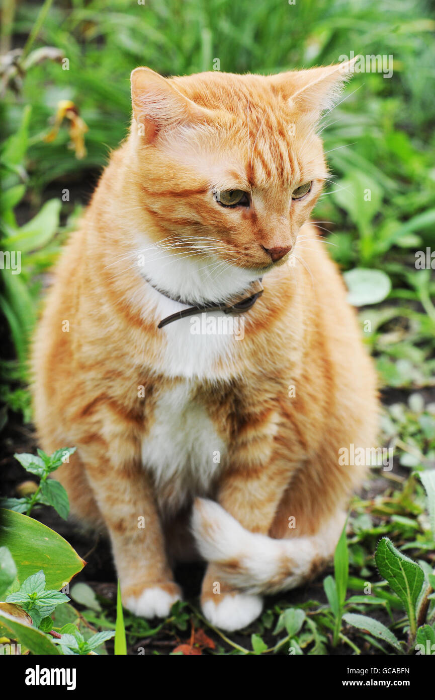 Domestic red cat with a collar on the nature Stock Photo - Alamy