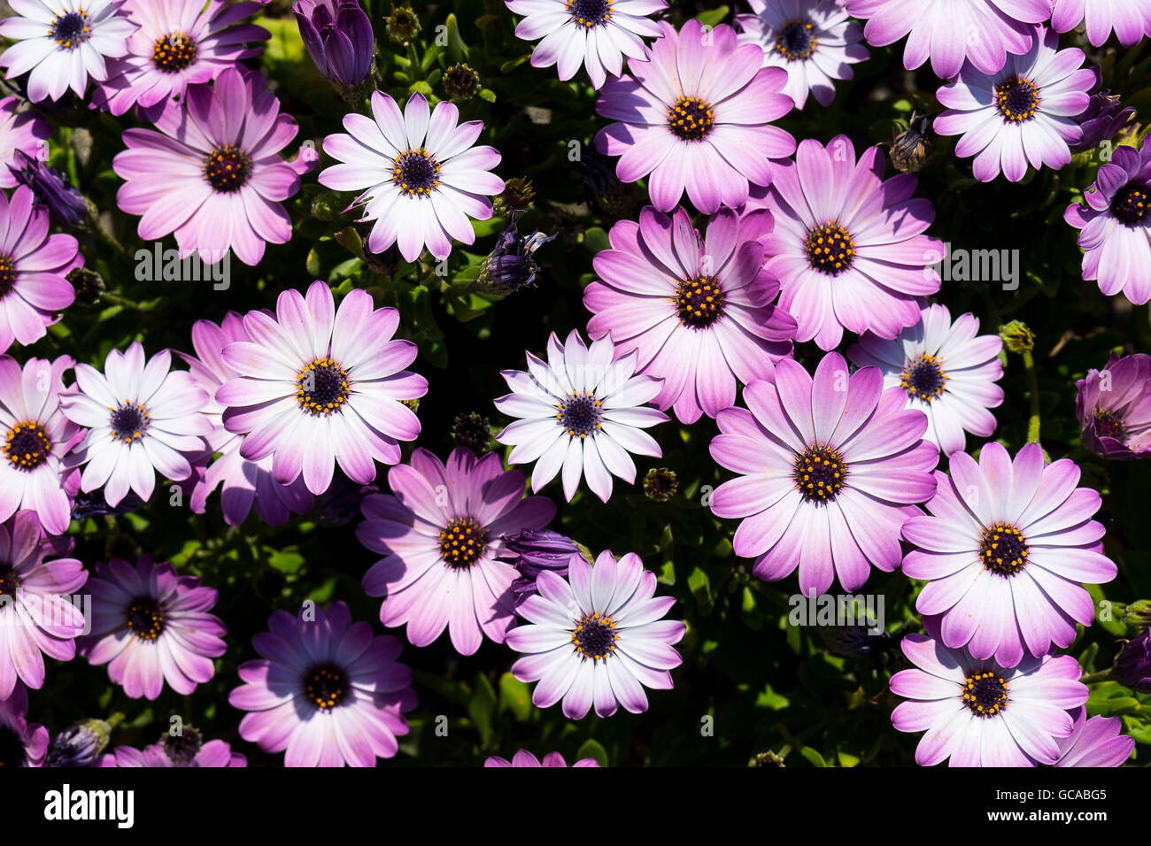 Multi colored daises flowers Stock Photo - Alamy