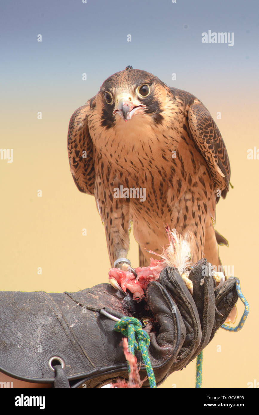 National bird of the united arab emirates hi-res stock photography and ...