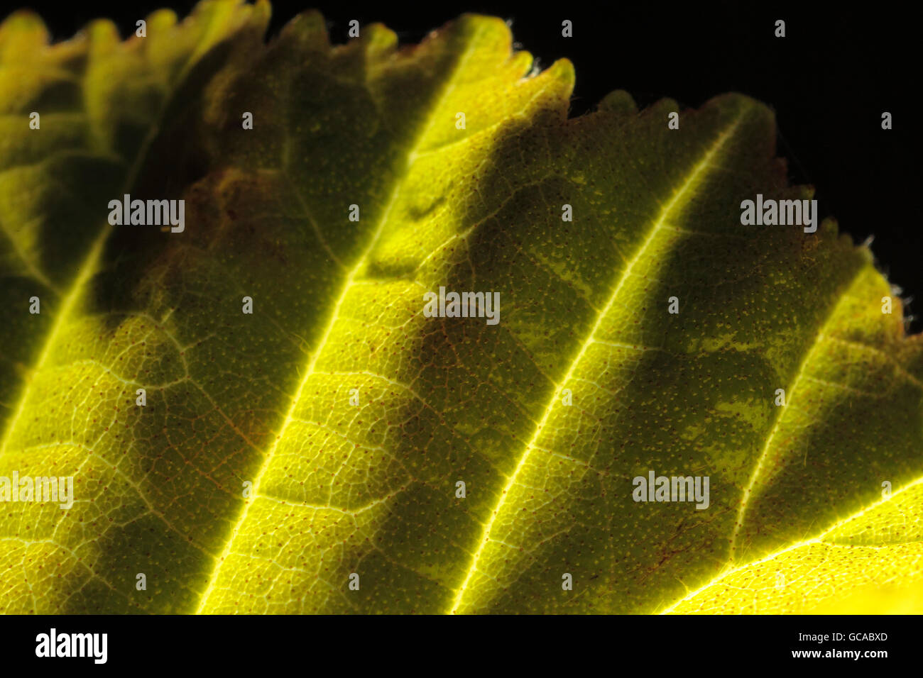 Vein structure of a leaf Stock Photo - Alamy