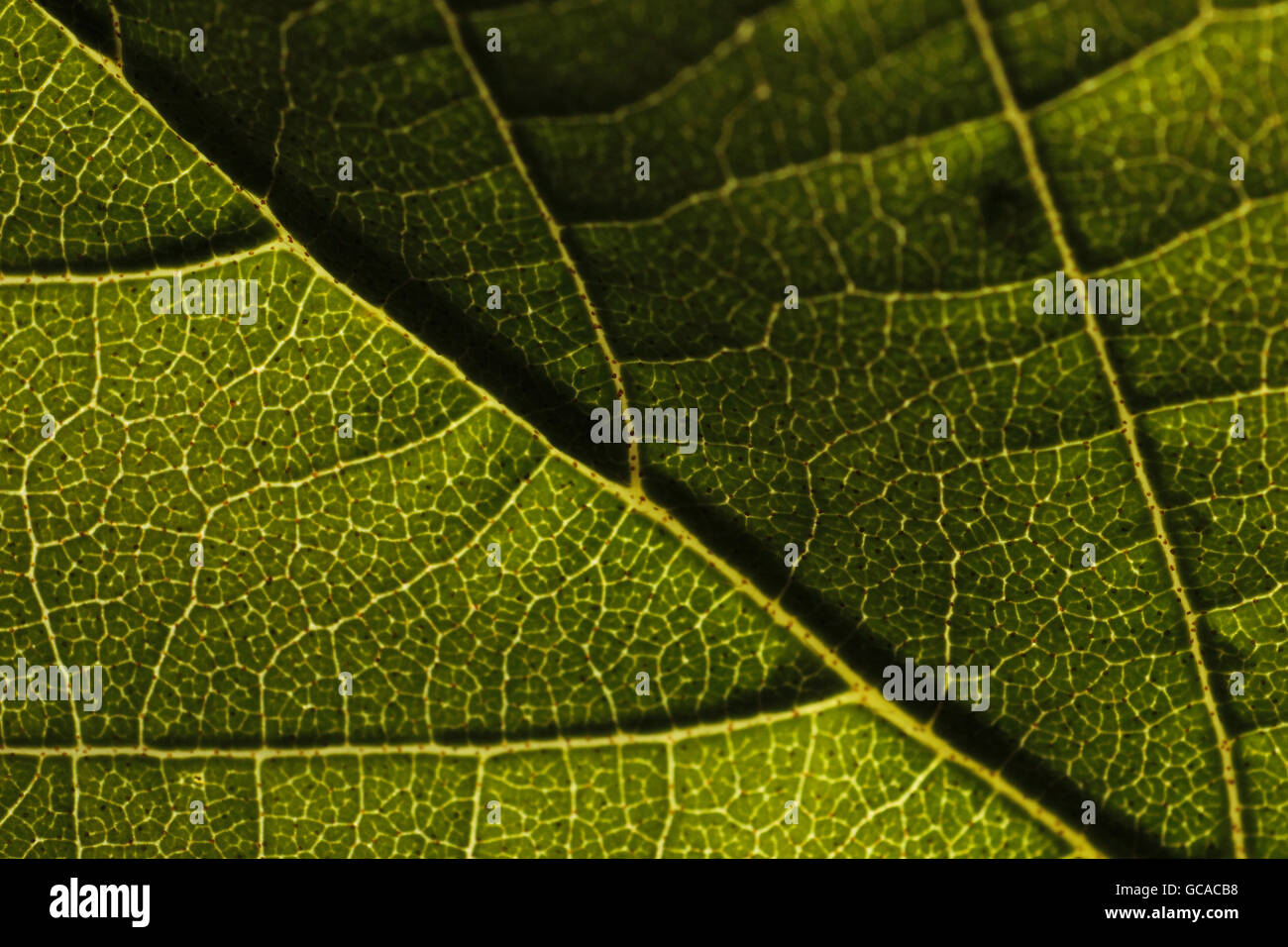 Vein structure of a leaf Stock Photo - Alamy