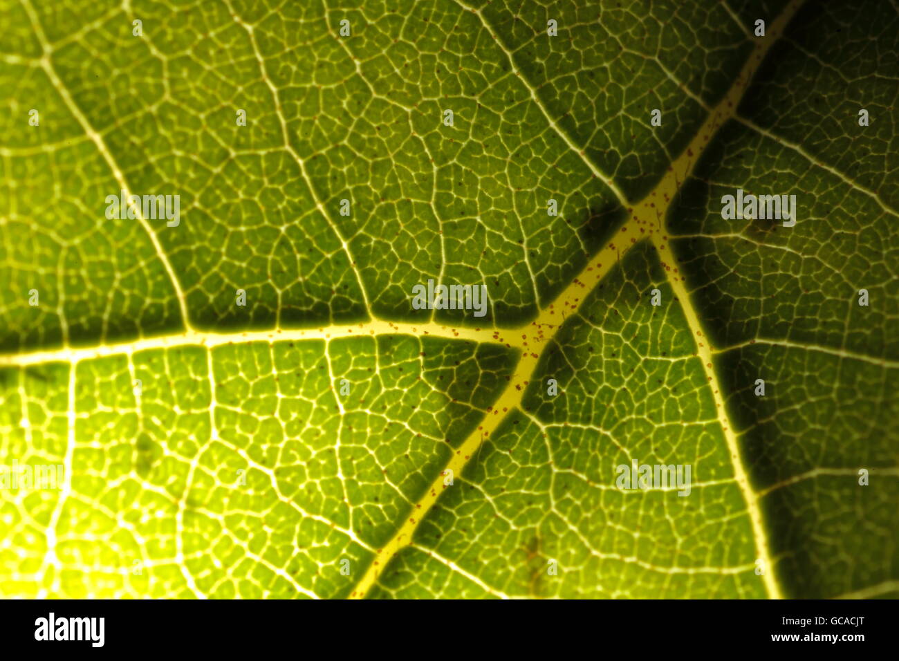 Leaf Vein Structure