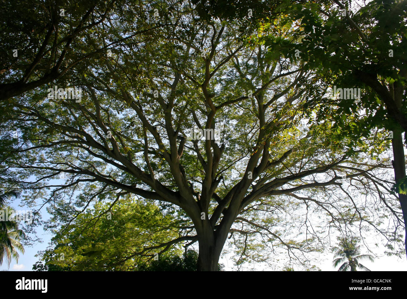 Large corotu tree Stock Photo - Alamy