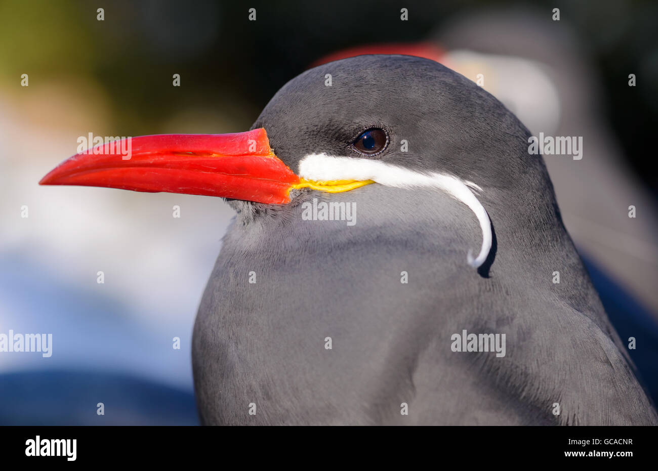 Inca tern with its dark grey body, large white mustache on both sides ...