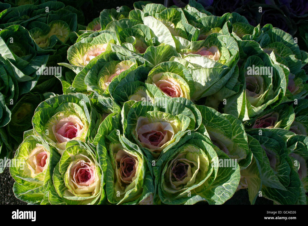 Decorative cabbage flowers Stock Photo - Alamy