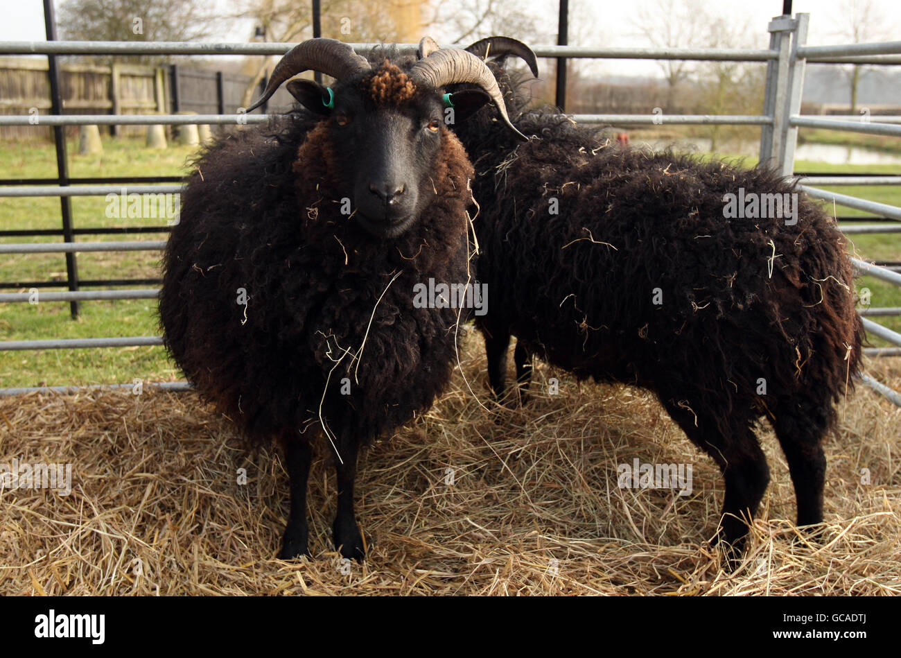 Sheep at wimpole hi-res stock photography and images - Alamy