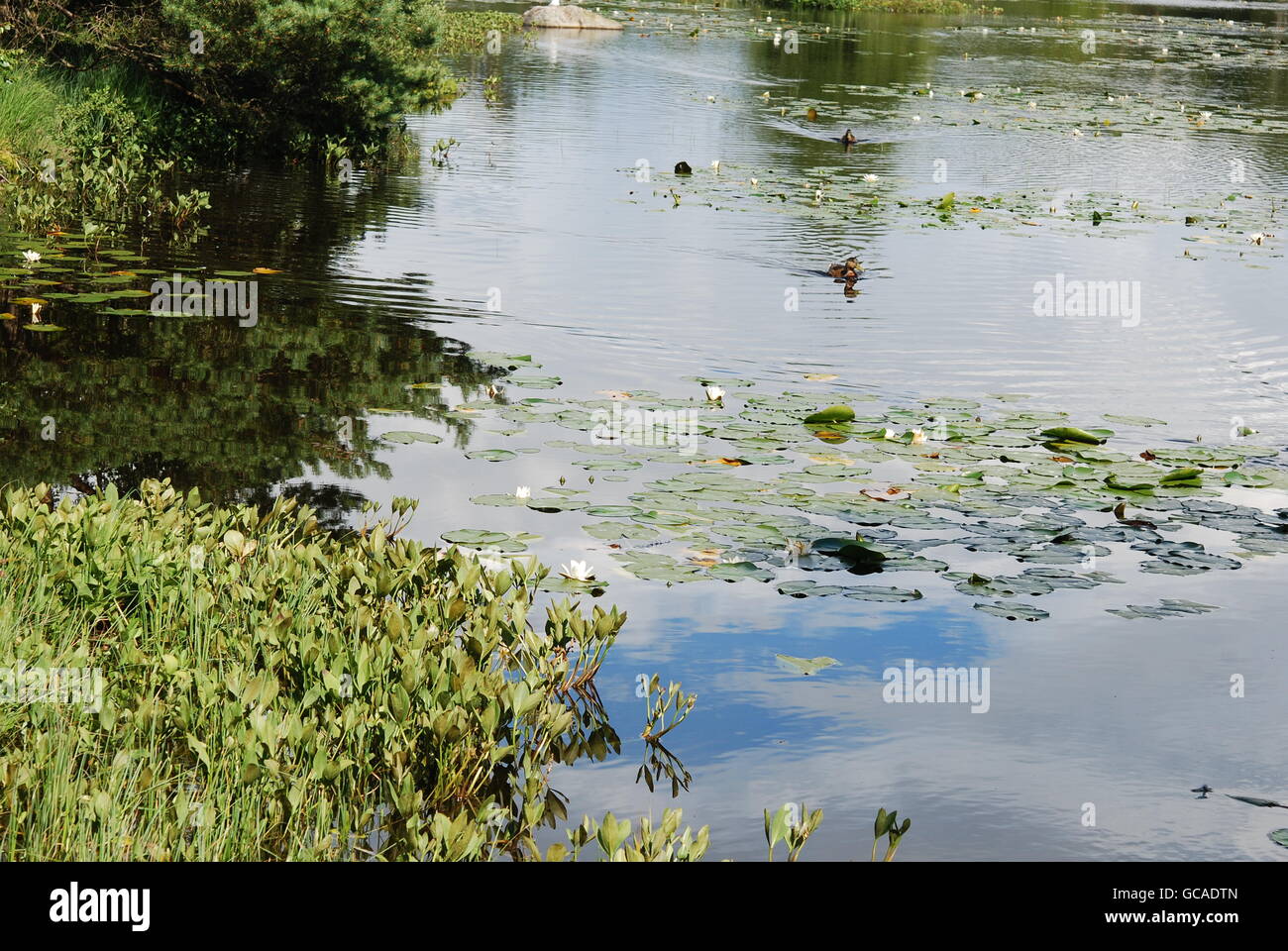 Mirror calm pond hi-res stock photography and images - Alamy