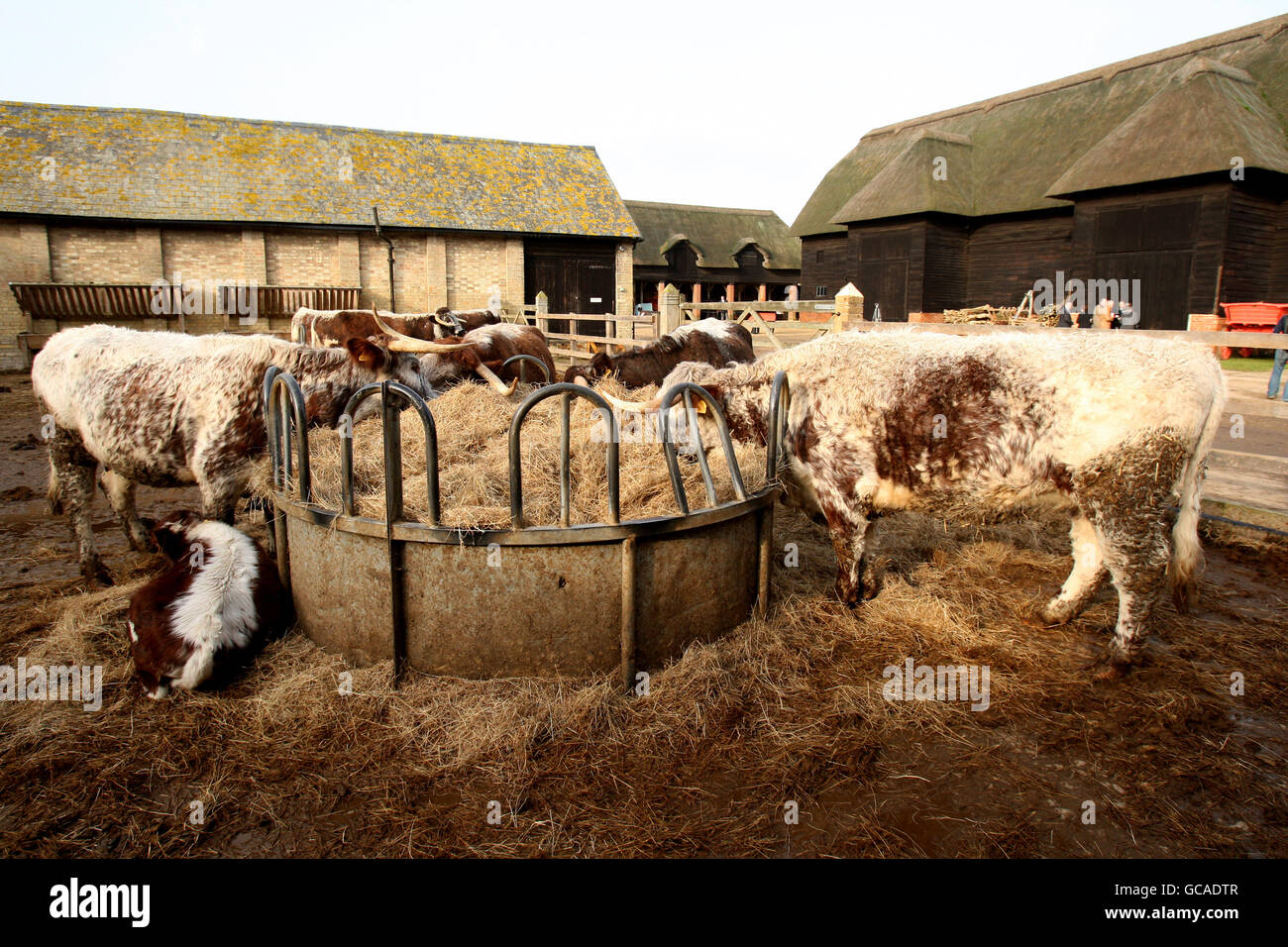 Wimpole farm hi-res stock photography and images - Alamy