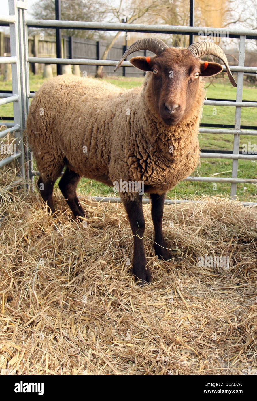 Manx loaghtan sheep hi-res stock photography and images - Alamy