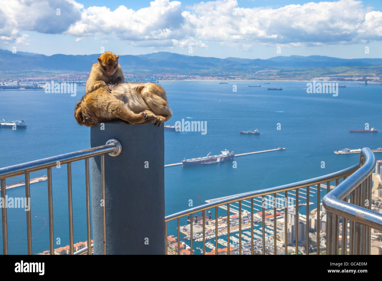 Gibraltar apes hi-res stock photography and images - Alamy
