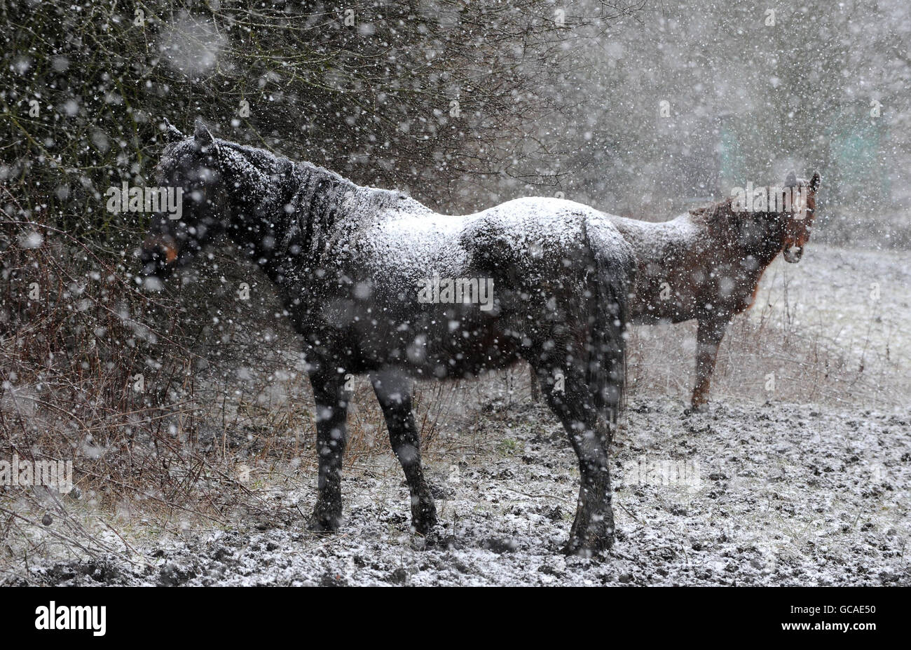 Animals shelter blizzard hi-res stock photography and images - Alamy