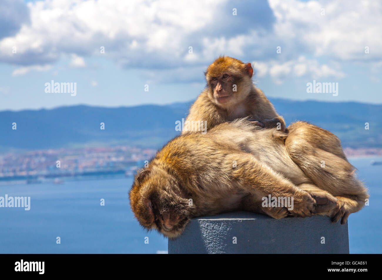 The Gibraltar monkeys Stock Photo - Alamy