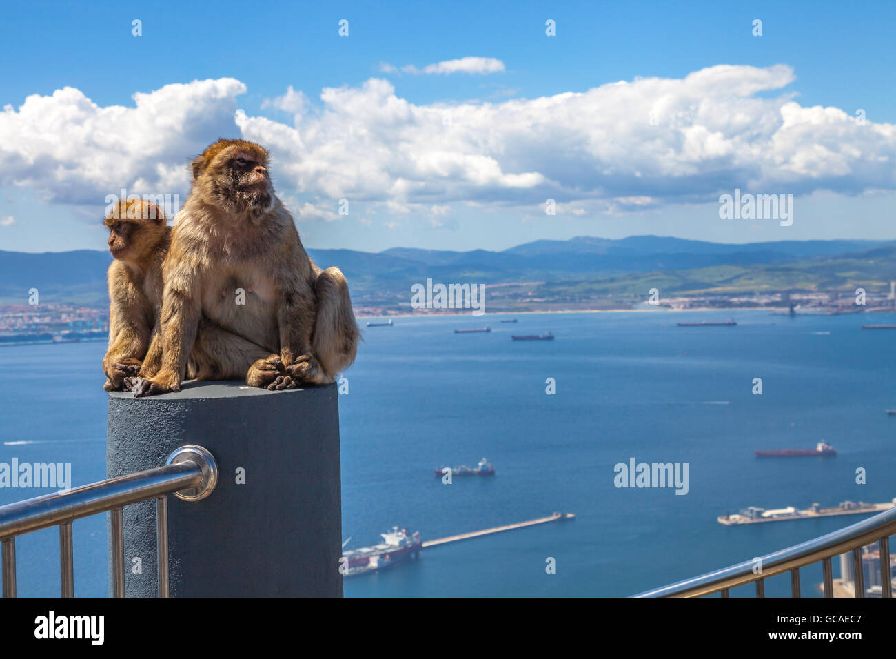 Gibbons Gibraltar Rock Stock Photo - Alamy