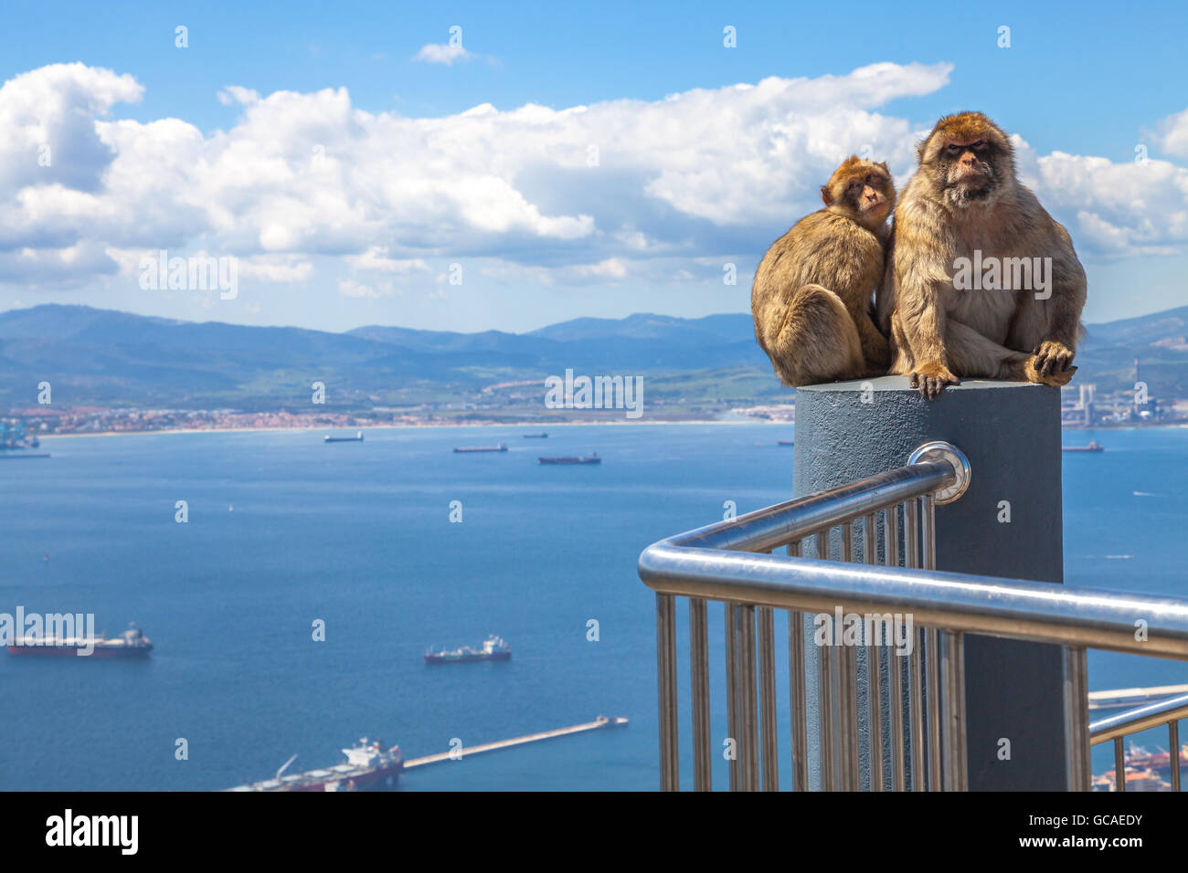 Gibraltar apes hi-res stock photography and images - Alamy