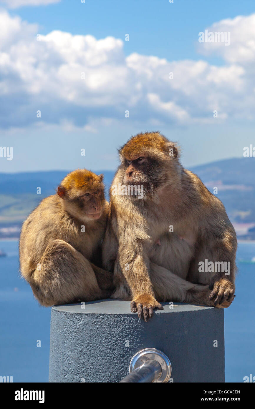 Gibraltar famous monkeys Stock Photo - Alamy