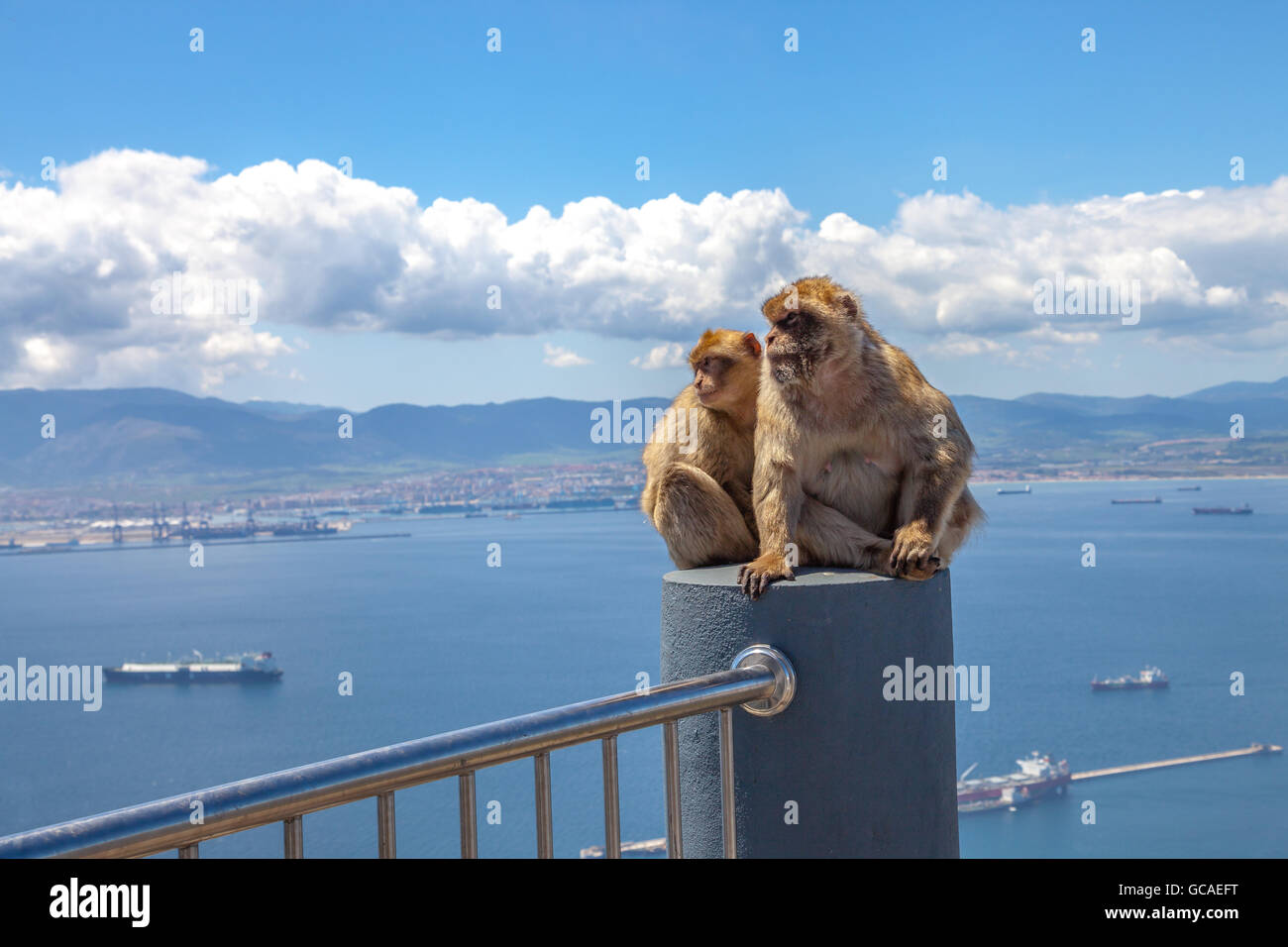 Gibbons Gibraltar Rock Stock Photo - Alamy