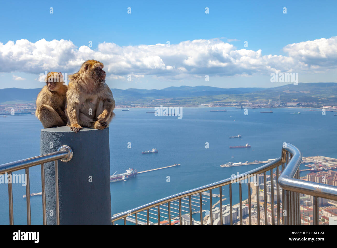 Apes of Gibraltar Stock Photo - Alamy
