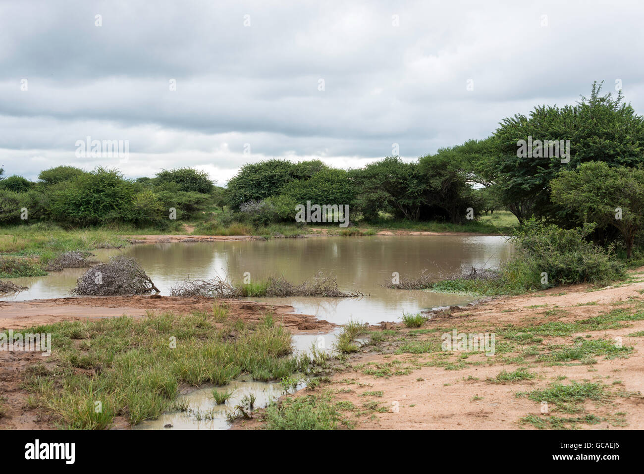 nature with small pond in kruger park national park in south africa ...