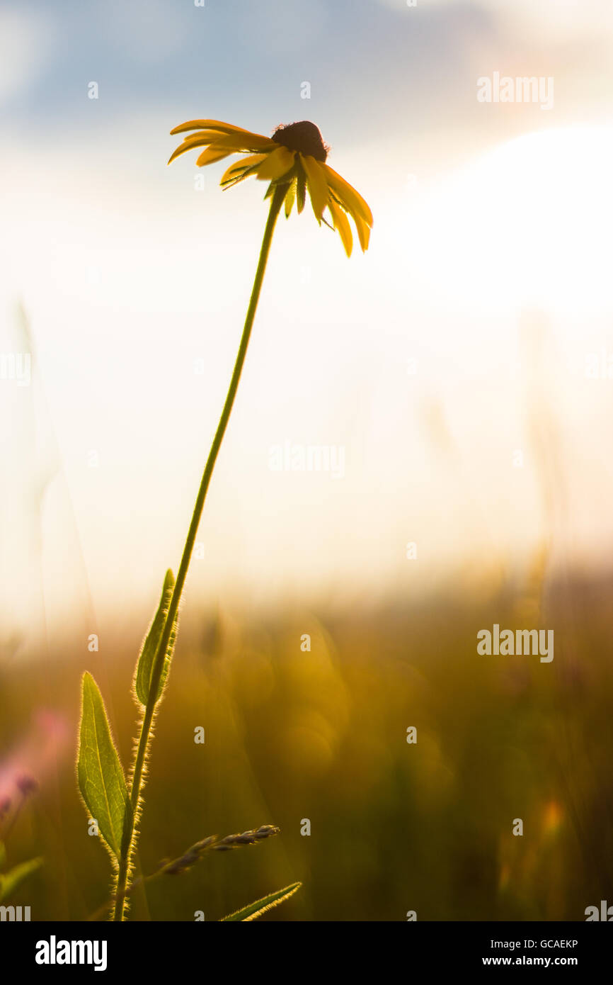 Single Flower in Front of Sunset Stock Photo - Alamy