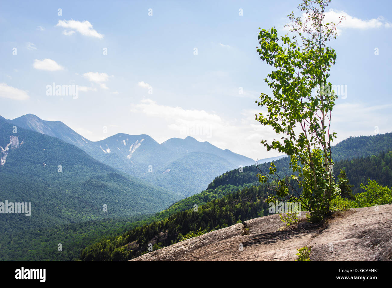 Tree on mountain hi-res stock photography and images - Alamy