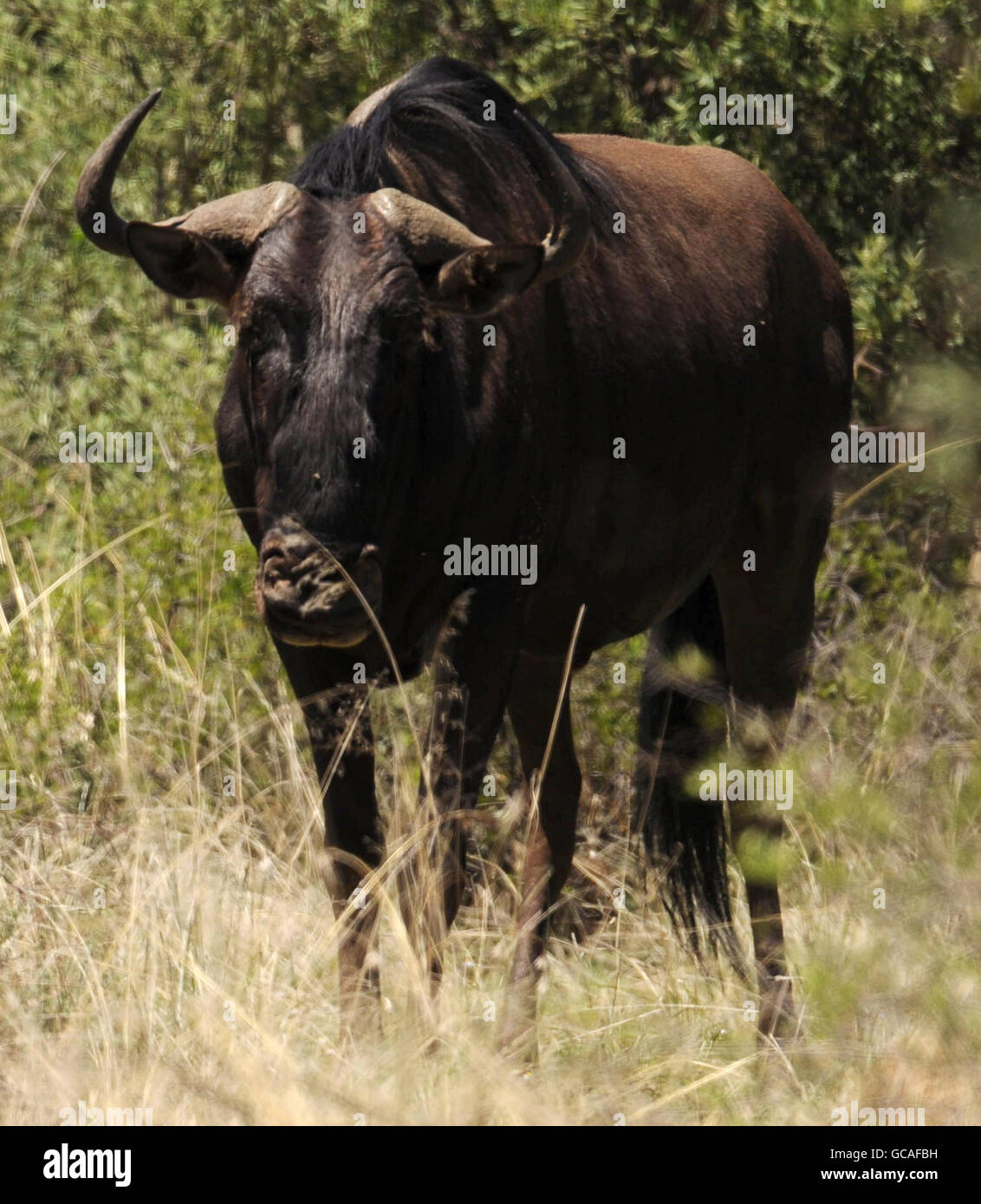 A wild wildebeest pictured in Bloemfontein, South Africa Stock Photo ...