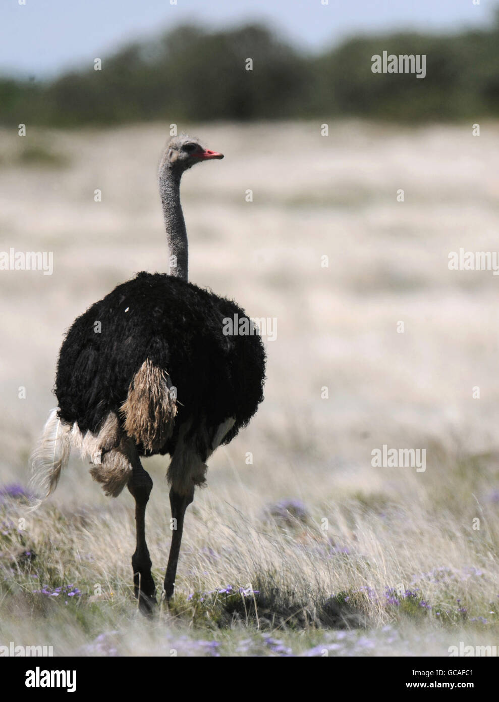 A wild ostrich pictured in Bloemfontein, South Africa Stock Photo - Alamy