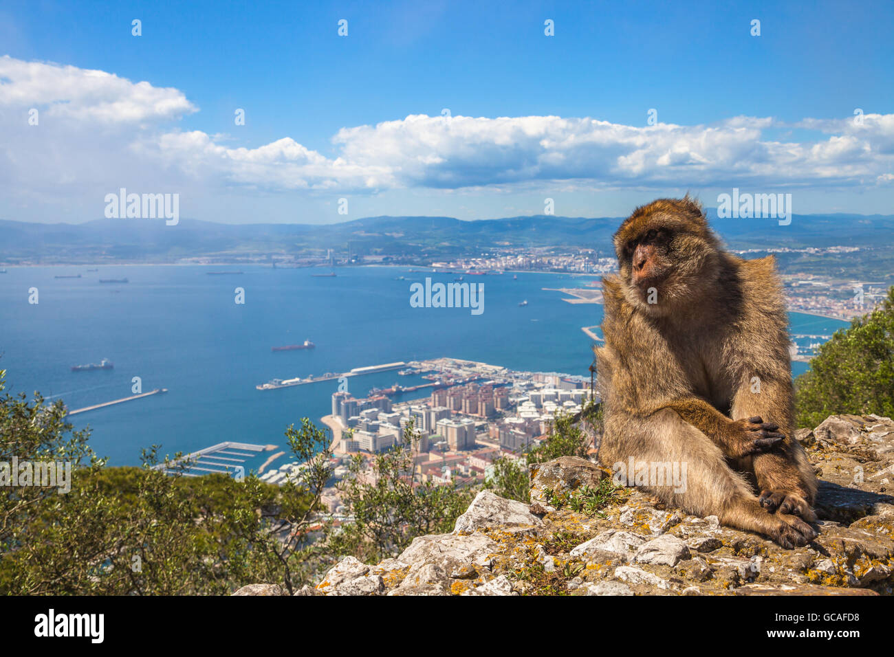 Ape of Gibraltar Stock Photo - Alamy