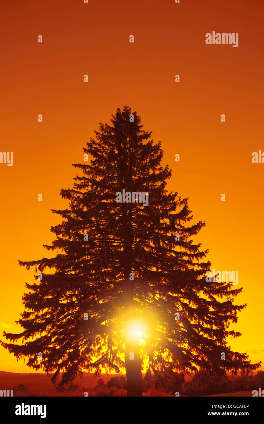 SINGLE LONE FIR TREE Stock Photo - Alamy