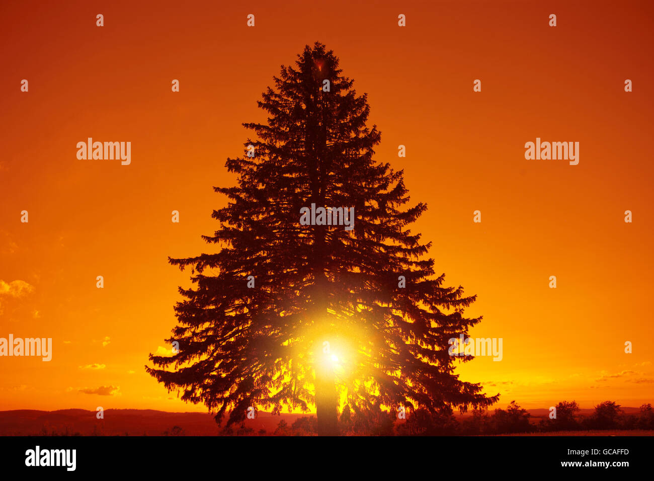 Lone Evergreen Tree High Resolution Stock Photography and Images - Alamy