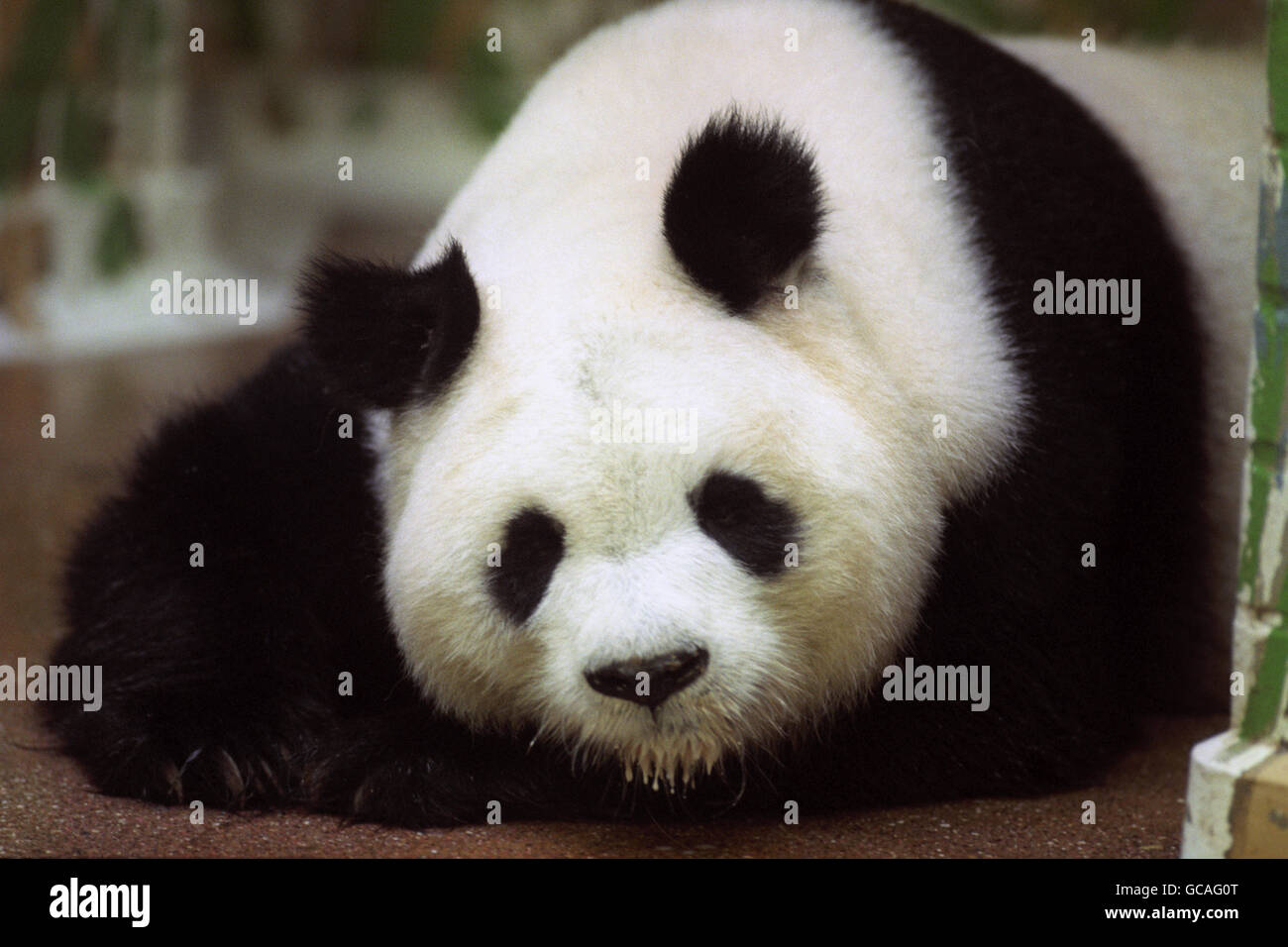 MING MING THE GIANT PANDA AT LONDON ZOO. THE 17-YEAR-OLD ANIMAL WILL BE ...