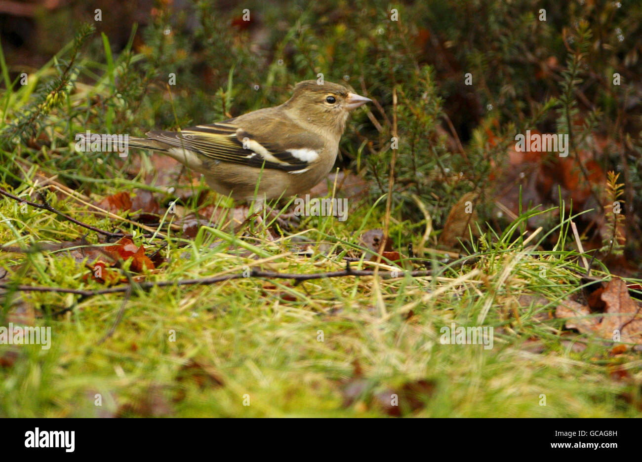Garden birds hampshire hi-res stock photography and images - Alamy