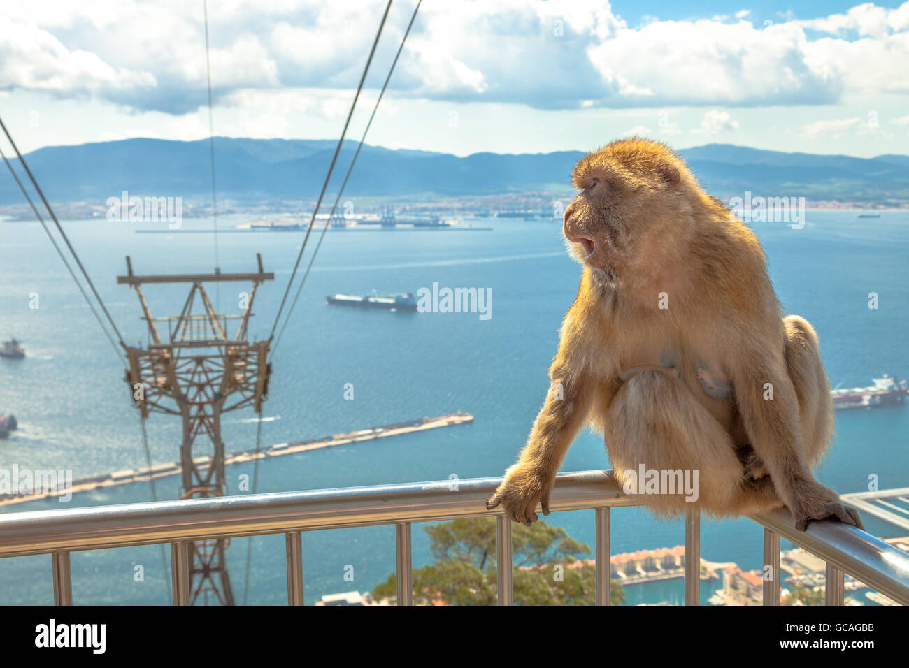 Gibbon Gibraltar Rock Stock Photo - Alamy