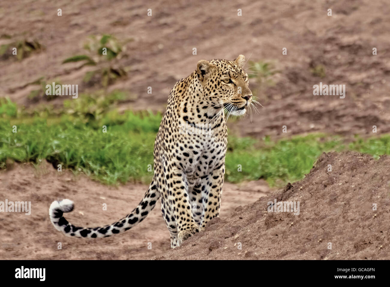 Leopard stocks an impala herd, Serengeti National Park, Tanzania Stock ...