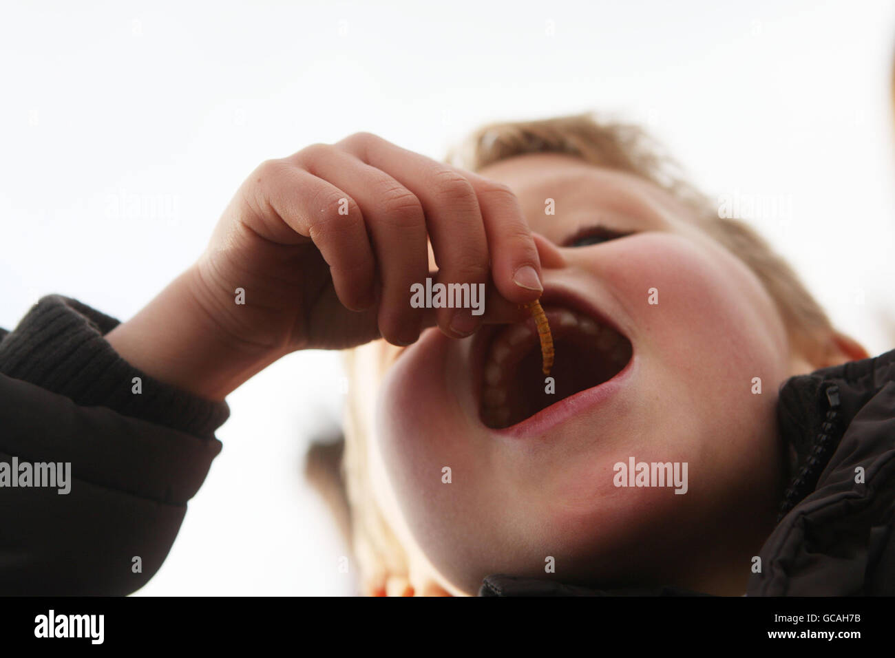 Chocolate Covered Edible Insects