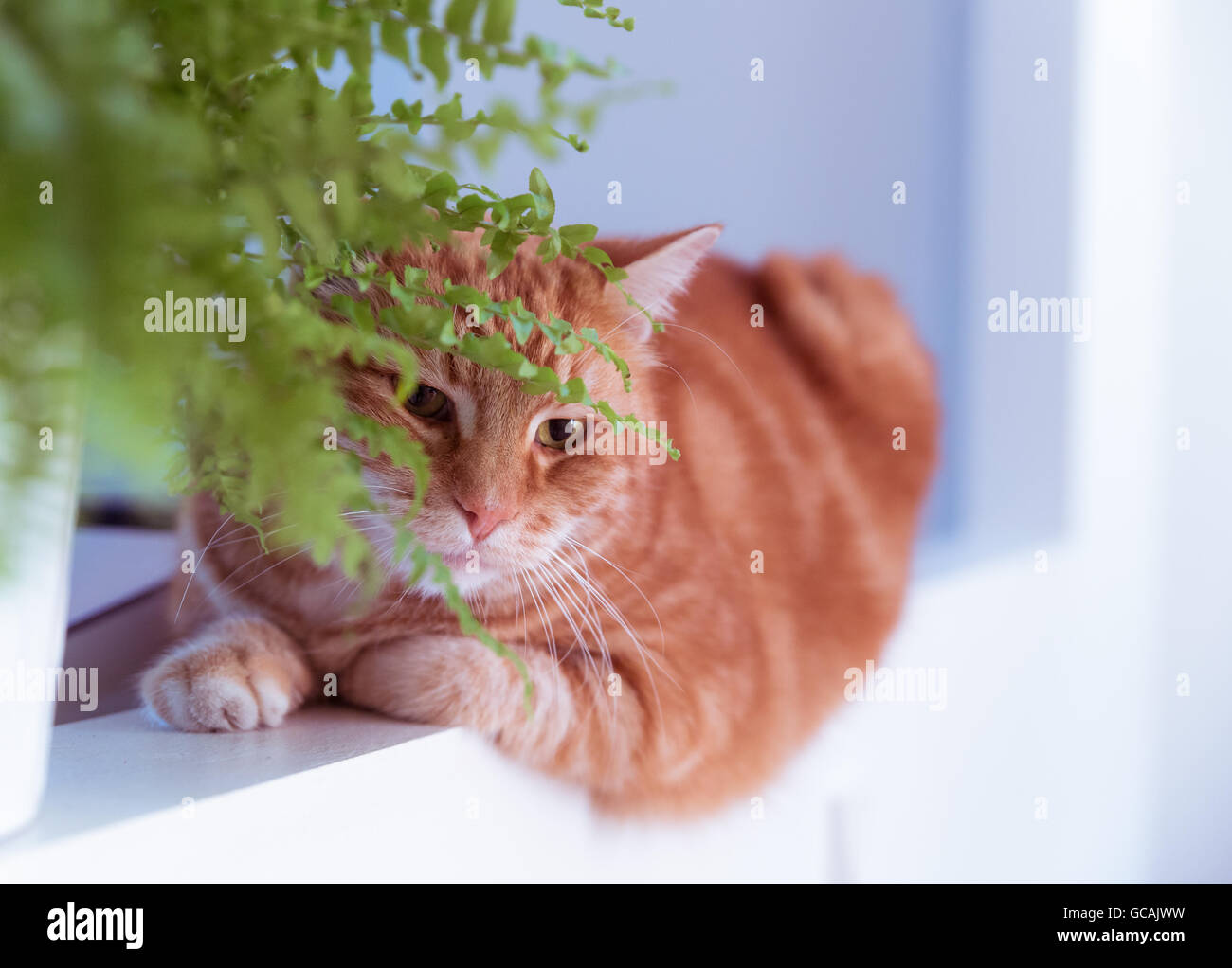Relaxing cat hi-res stock photography and images - Alamy
