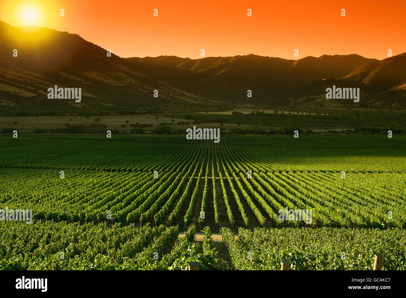 VINEYARDS VINA SANTA CRUZ WINERY COLCHAGUA VALLEY CHILE Stock Photo - Alamy
