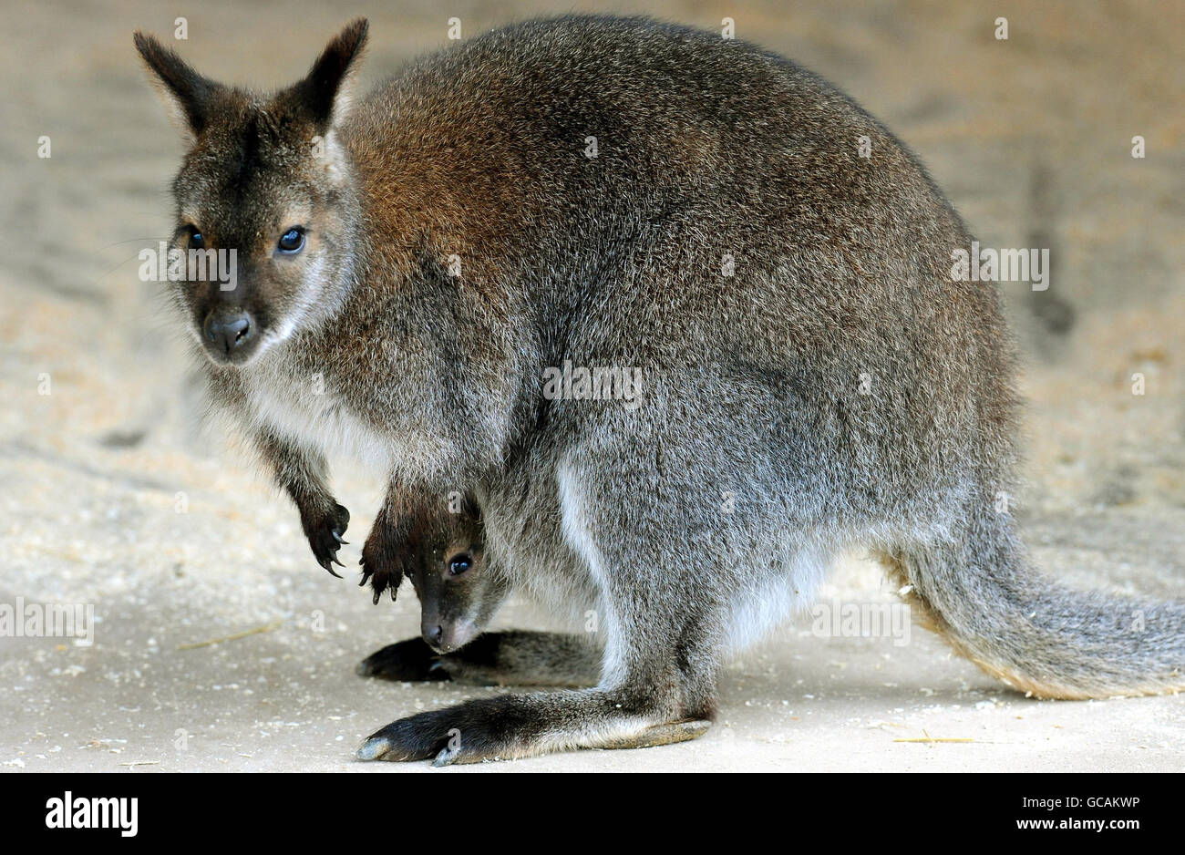 Wallaby kid hi-res stock photography and images - Alamy