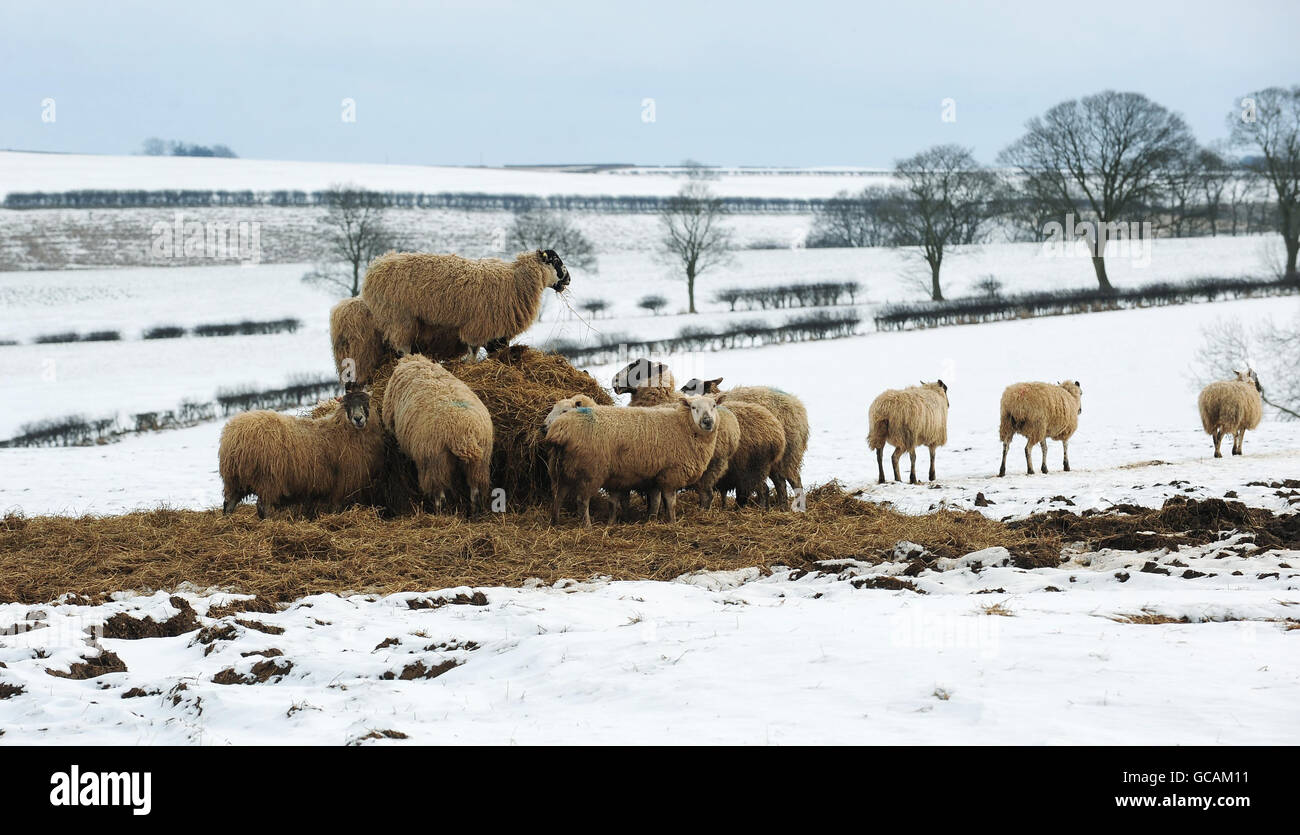 Sheep graze on bales of hay in thixendale hi-res stock photography and ...
