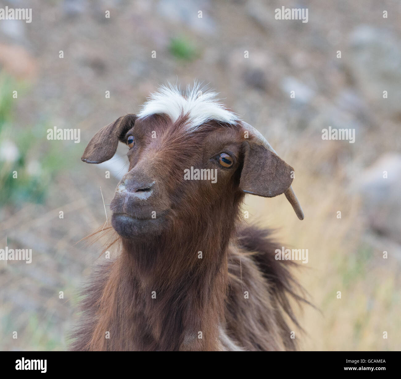Mountain goat in Jebel Shams, Sultanate of Oman Stock Photo - Alamy