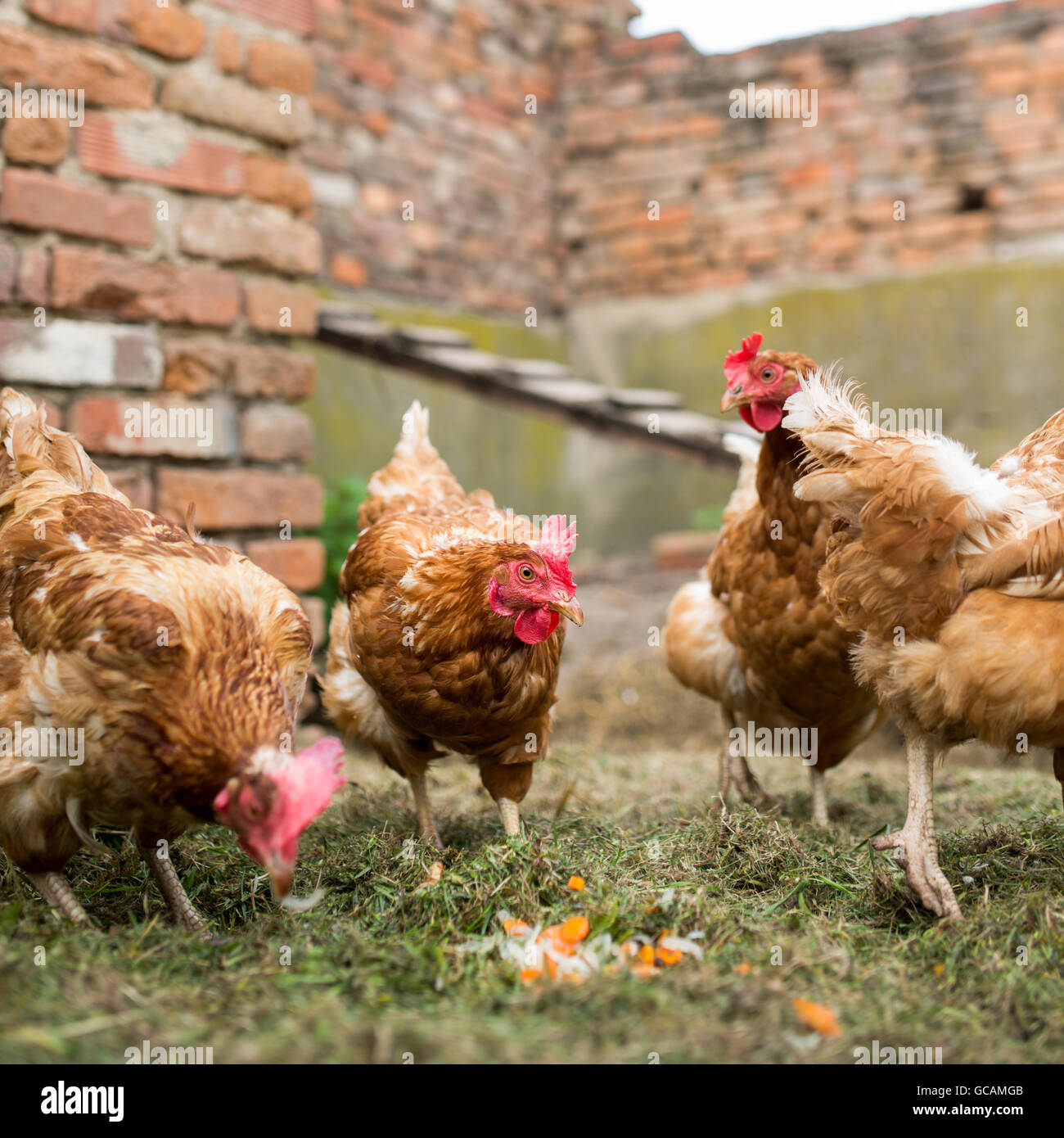 Hens in a farmyard (Gallus gallus domesticus Stock Photo - Alamy