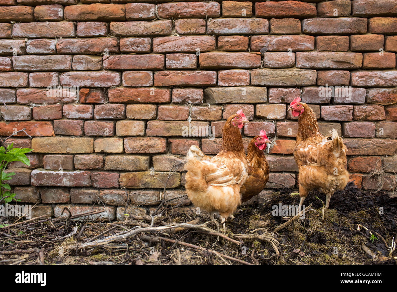 Hens in a farmyard (Gallus gallus domesticus Stock Photo - Alamy