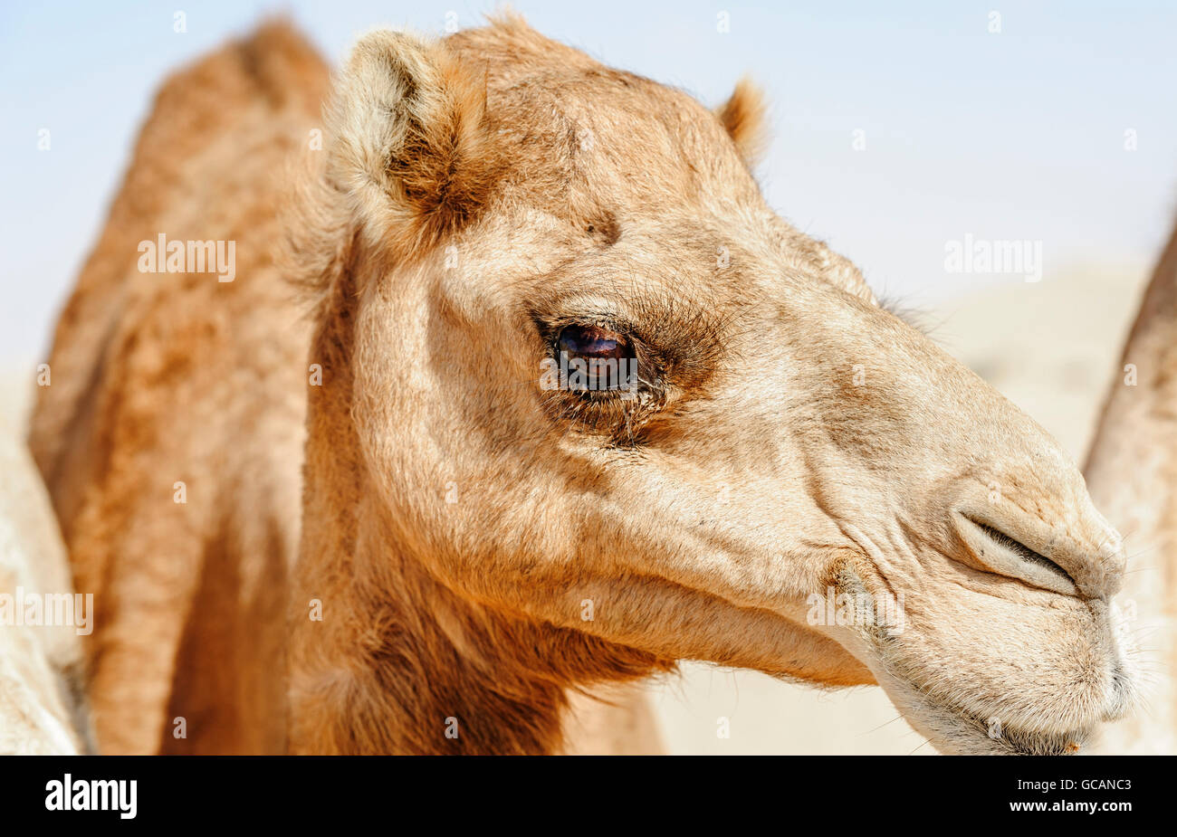 Young hump hi-res stock photography and images - Alamy