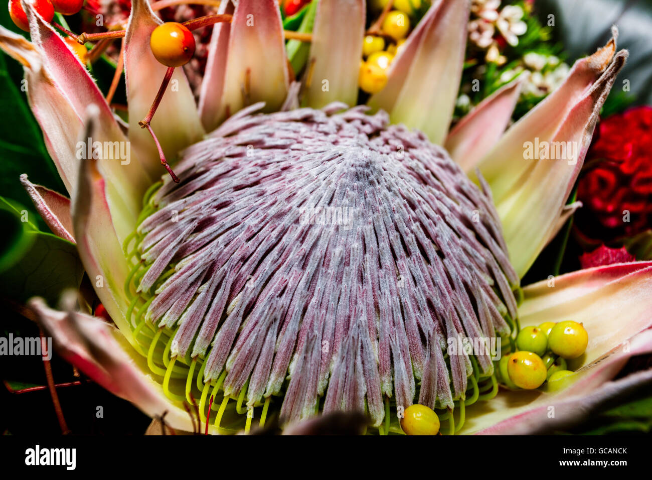 King Protea flower close up like a lotus and calls the national flower ...
