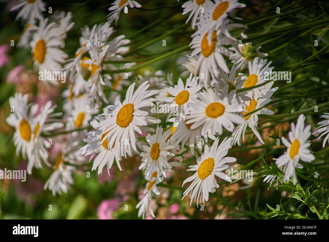 Full Bloom Daisies High Resolution Stock Photography and Images - Alamy